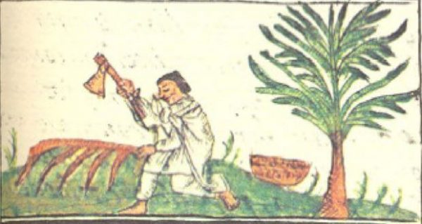Herbolaria Azteca: Plantas Medicinales y Sus Usos – Cultura Azteca